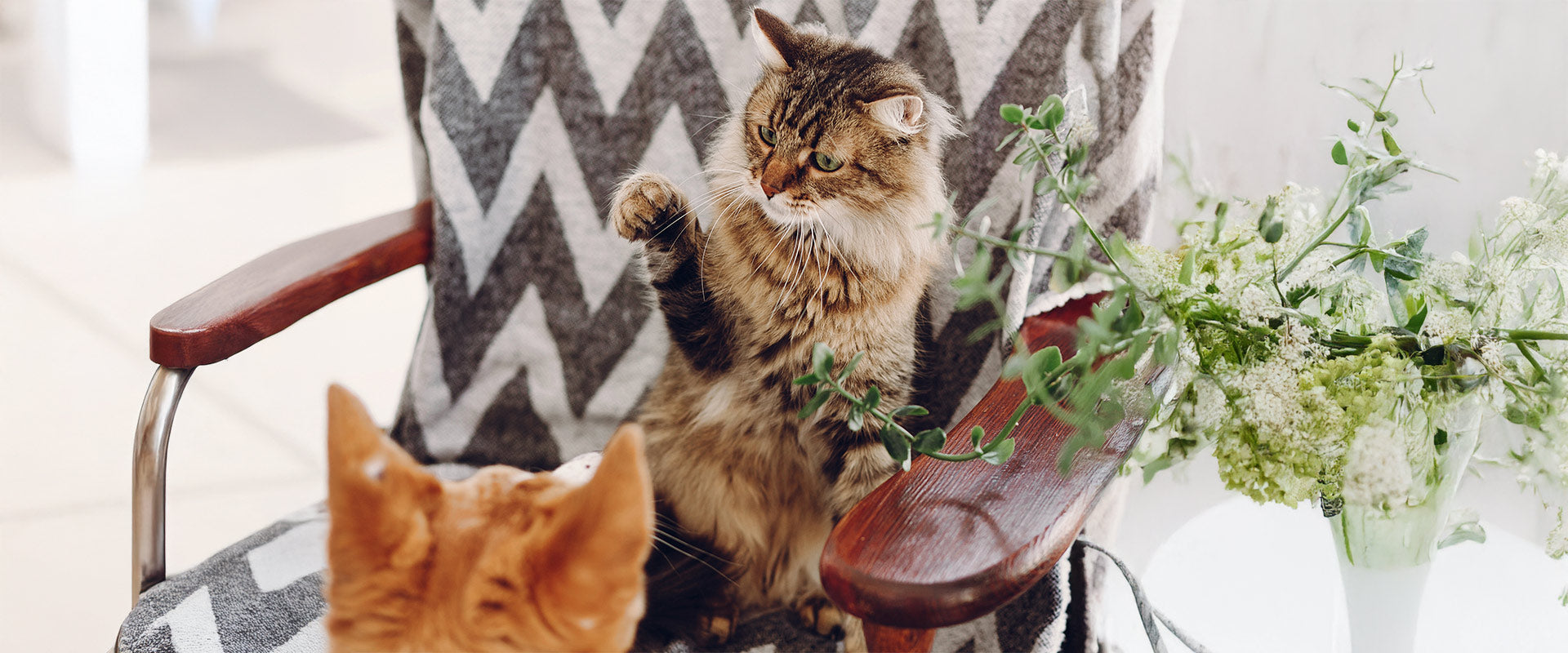 The Science of Happy Cats: Understanding Your Cat’s Behaviour & Ne – Catkea