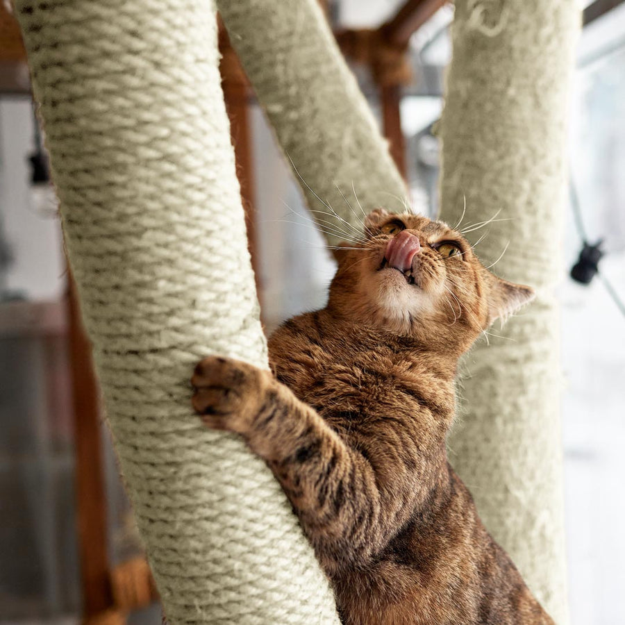 Climb – Catkea