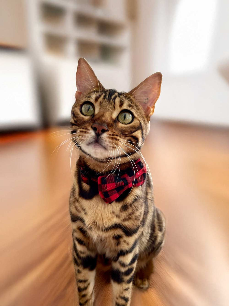 About – Catkea